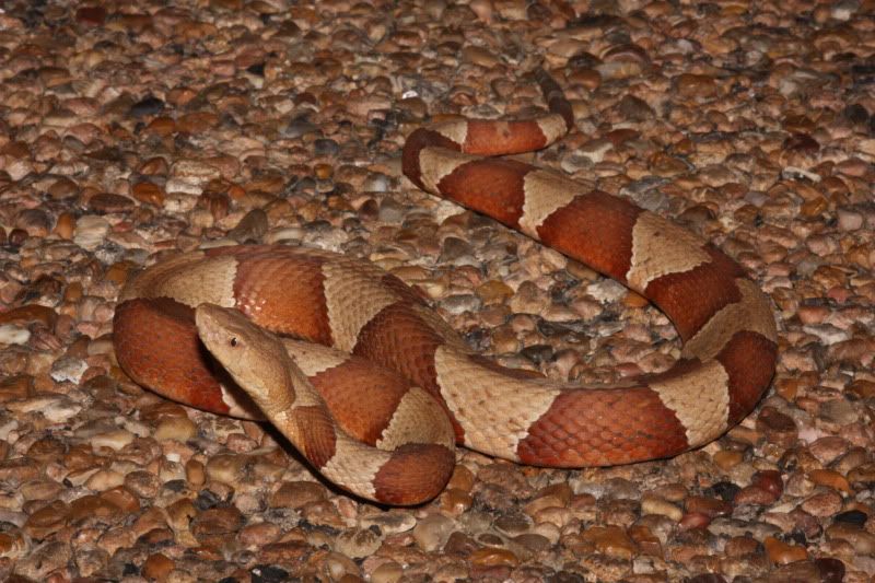 Copperhead morphs - Field Herp Forum